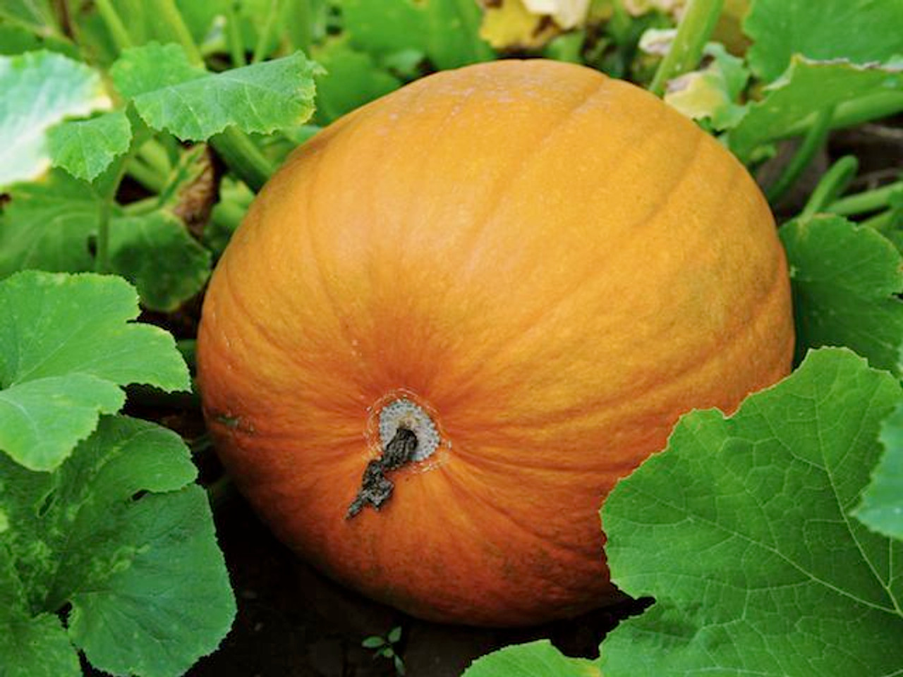 Org Orange Pumpkin 1kg | quaycoop.com
